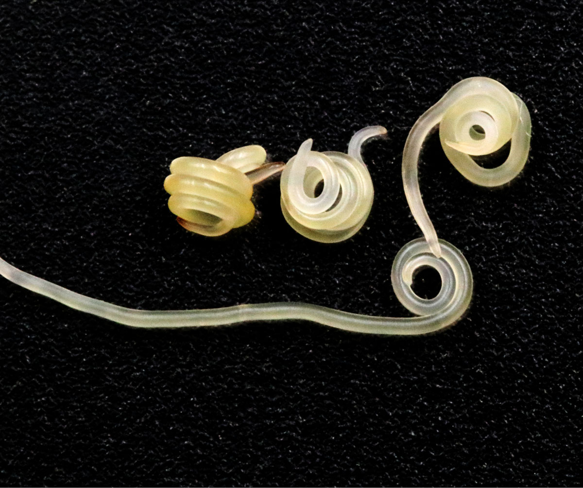 La prévention des parasites - Hôpital vétérinaire des Seigneuries de ...